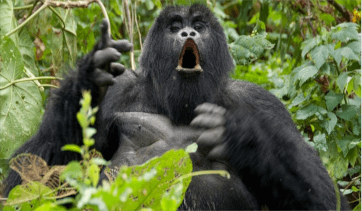 Short primate and Game Safari - 7 days ~ NatureTrack Expeditions