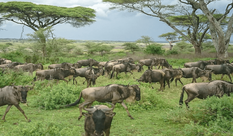 Ndutu Calving Wildebeest Migration Safari ~ NatureTrack Expeditions