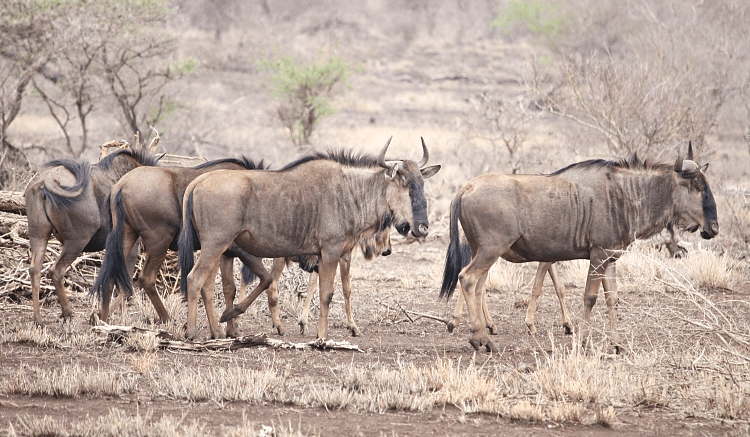 Ndutu Calving Wildebeest Migration Safari ~ NatureTrack Expeditions